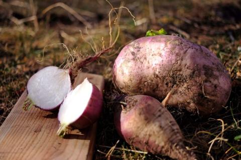 FRAMMENTI DI STORIA – LA RAPA, UN ORTAGGIO INSOSTITUIBILE NELLA STORIA ...