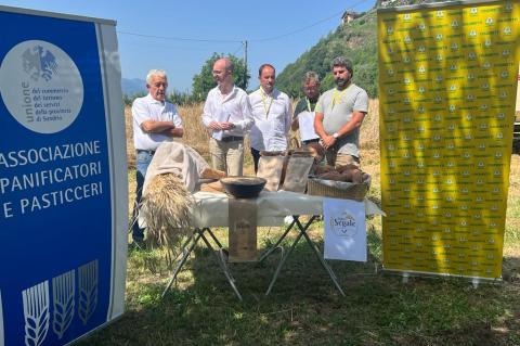 SEGALE 100% VALTELLINA, DAL CAMPO ALLA TAVOLA | Altarezianews
