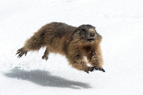 Dialoghi di montagna: la marmotta tra ricerca e saperi antichi ...